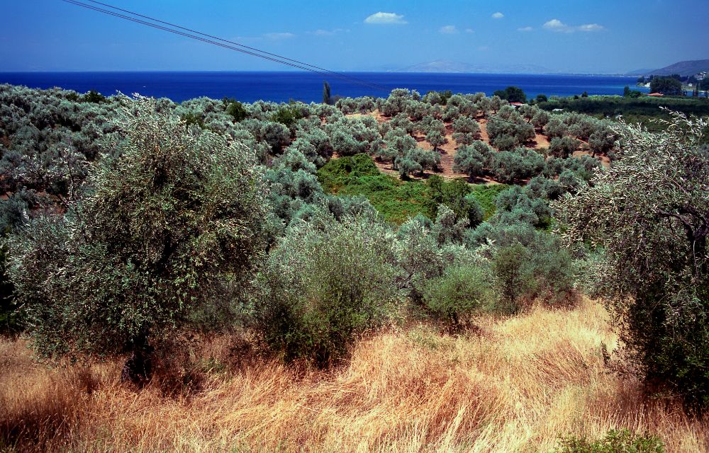 Olives of Thessaly - GR2ME