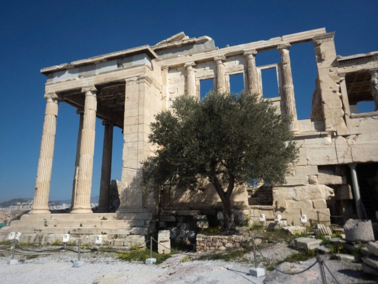 The sacred Tree of the Acropolis - GR2ME